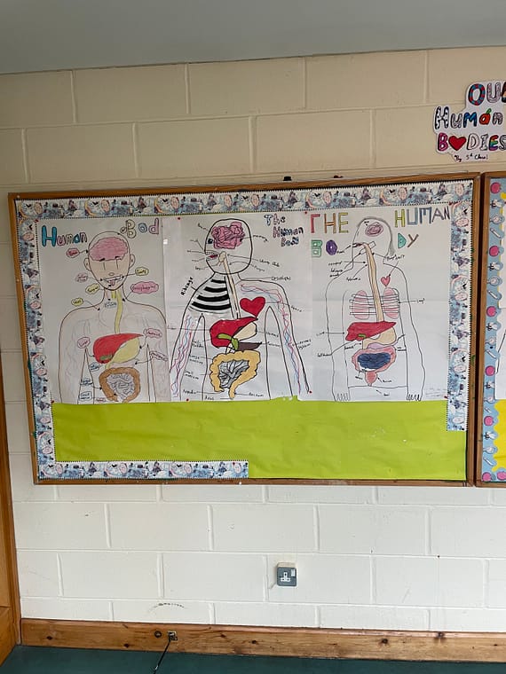 Science - The Digestive System - Kilkenny Model School