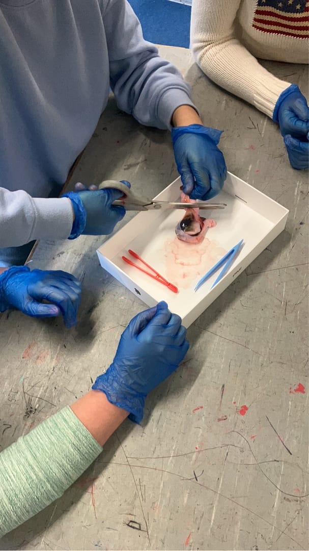 Dissecting Eye Balls!! - Kilkenny Model School